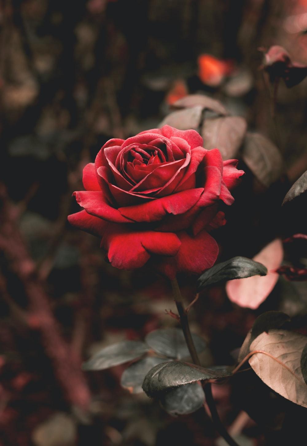 Red Rose Laptop Wallpapers - Top Free Red Rose Laptop Backgrounds ...