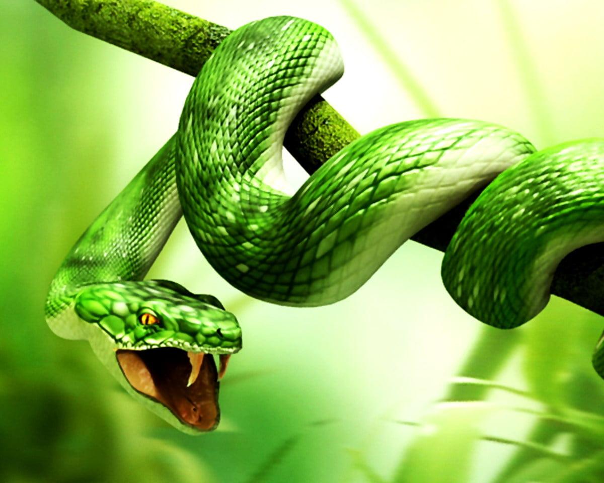 Minimalist Snake Wallpapers - Top Free Minimalist Snake Backgrounds ...