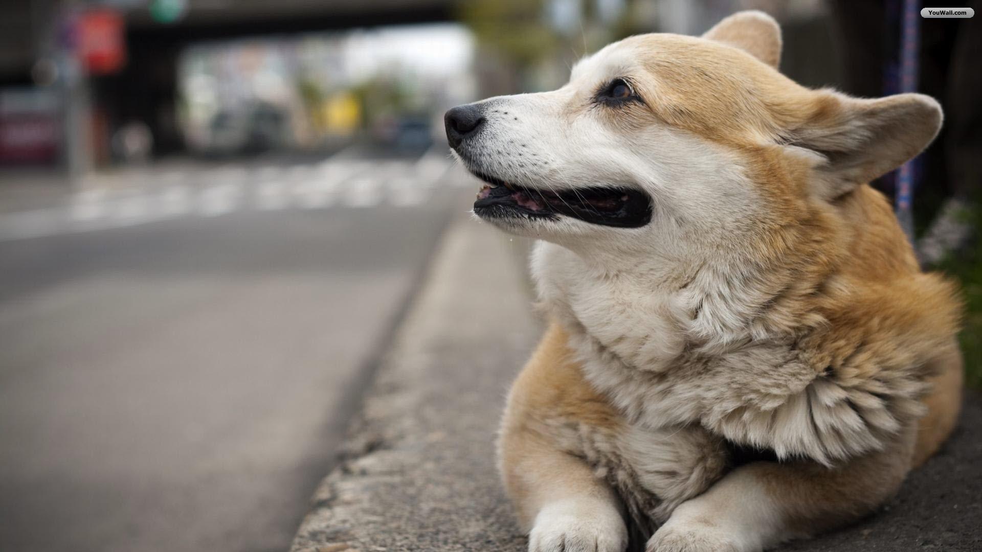 Dog PC Wallpapers - Top Free Dog PC Backgrounds - WallpaperAccess