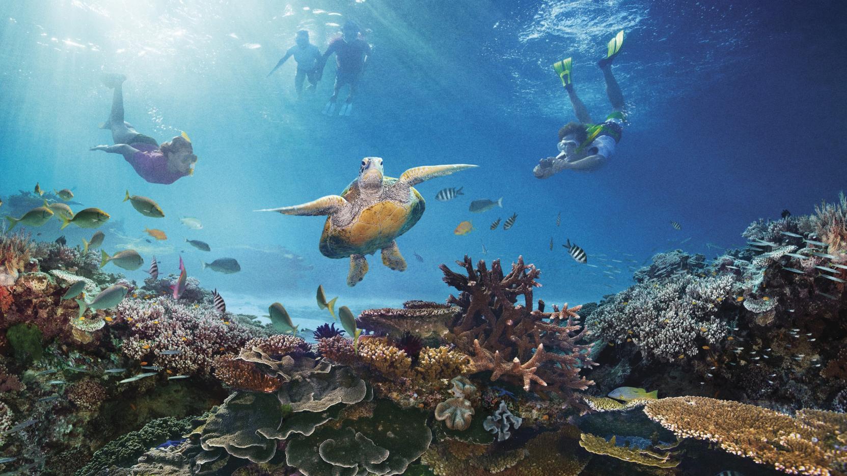 Coral Reef Computer Wallpapers - Top Free Coral Reef Computer ...