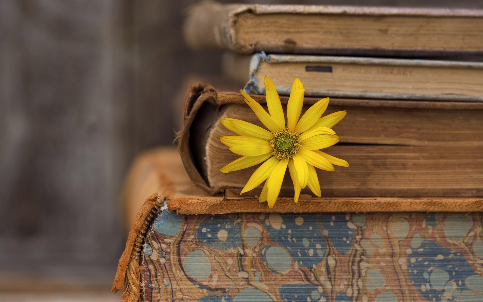 Book Flower Wallpapers - Top Free Book Flower Backgrounds - WallpaperAccess