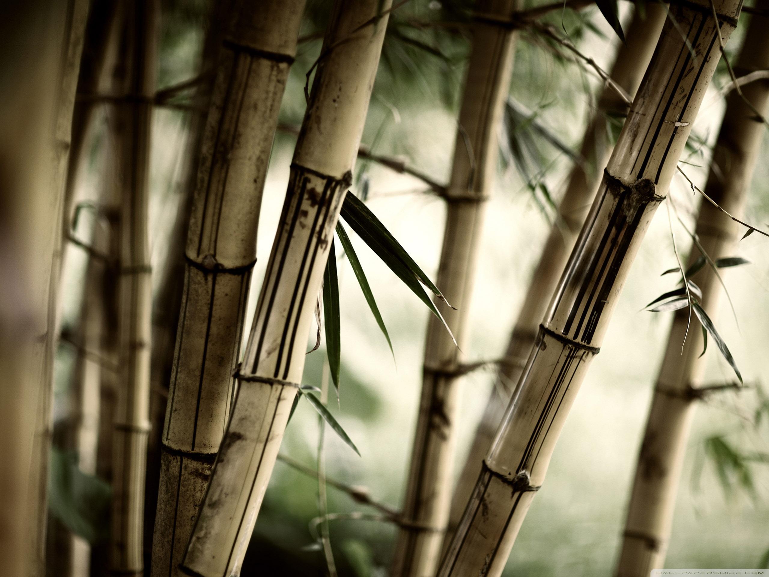 Bamboo Stone Wallpapers - Top Free Bamboo Stone Backgrounds ...