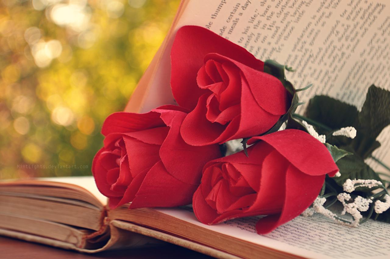 Flowers and Books Wallpapers - Top Free Flowers and Books Backgrounds ...