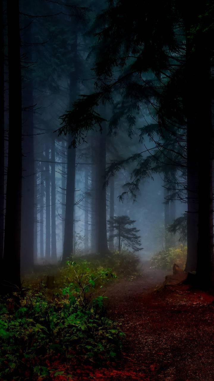 Horror Forest Wallpapers - Top Free Horror Forest Backgrounds ...