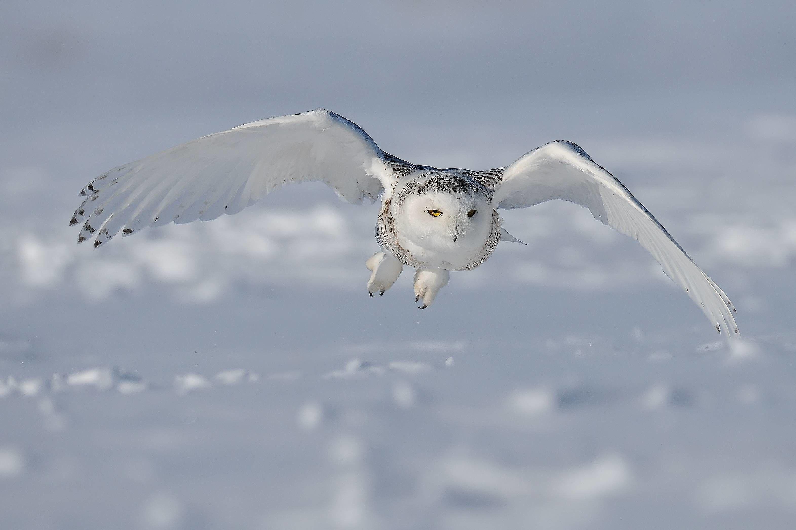 Snowy Owl Wallpapers - Top Free Snowy Owl Backgrounds - WallpaperAccess