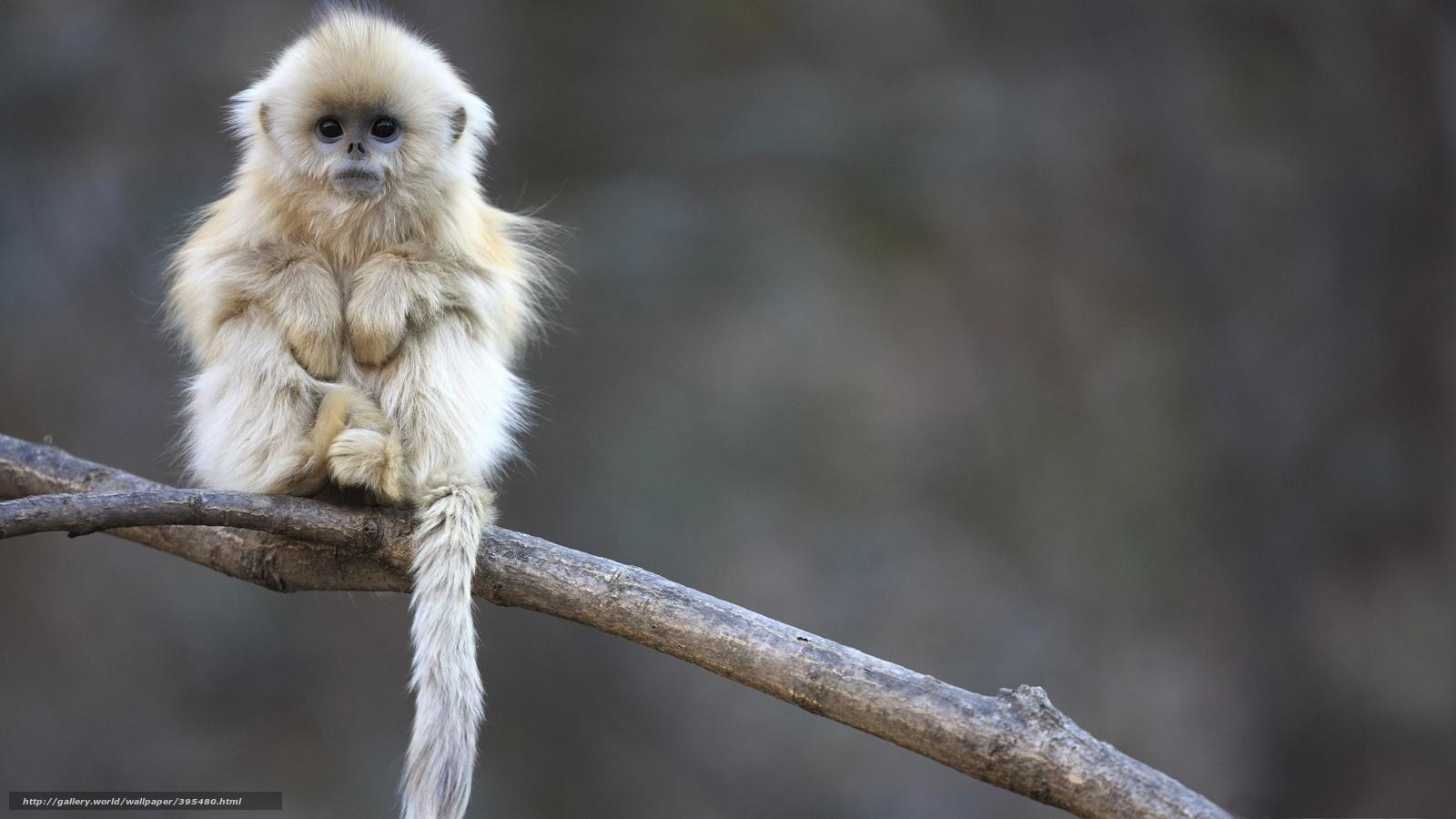 Funny Monkey Desktop Wallpapers - Top Free Funny Monkey Desktop ...