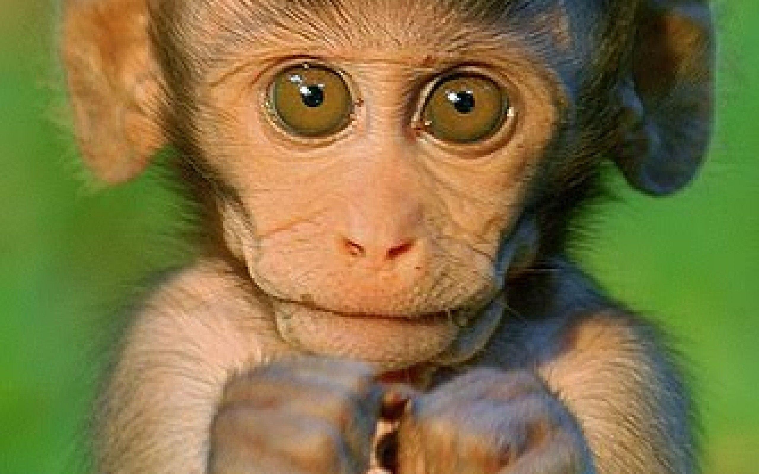 Funny Monkey Desktop Wallpapers - Top Free Funny Monkey Desktop ...