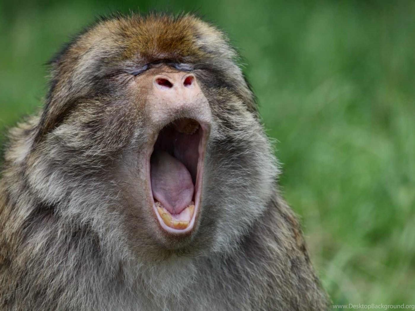 Funny Monkey Desktop Wallpapers - Top Free Funny Monkey Desktop ...