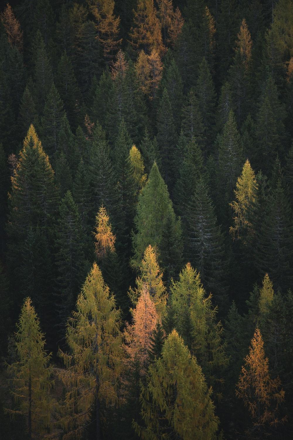 Forest HD Phone Wallpapers - Top Free Forest HD Phone Backgrounds ...