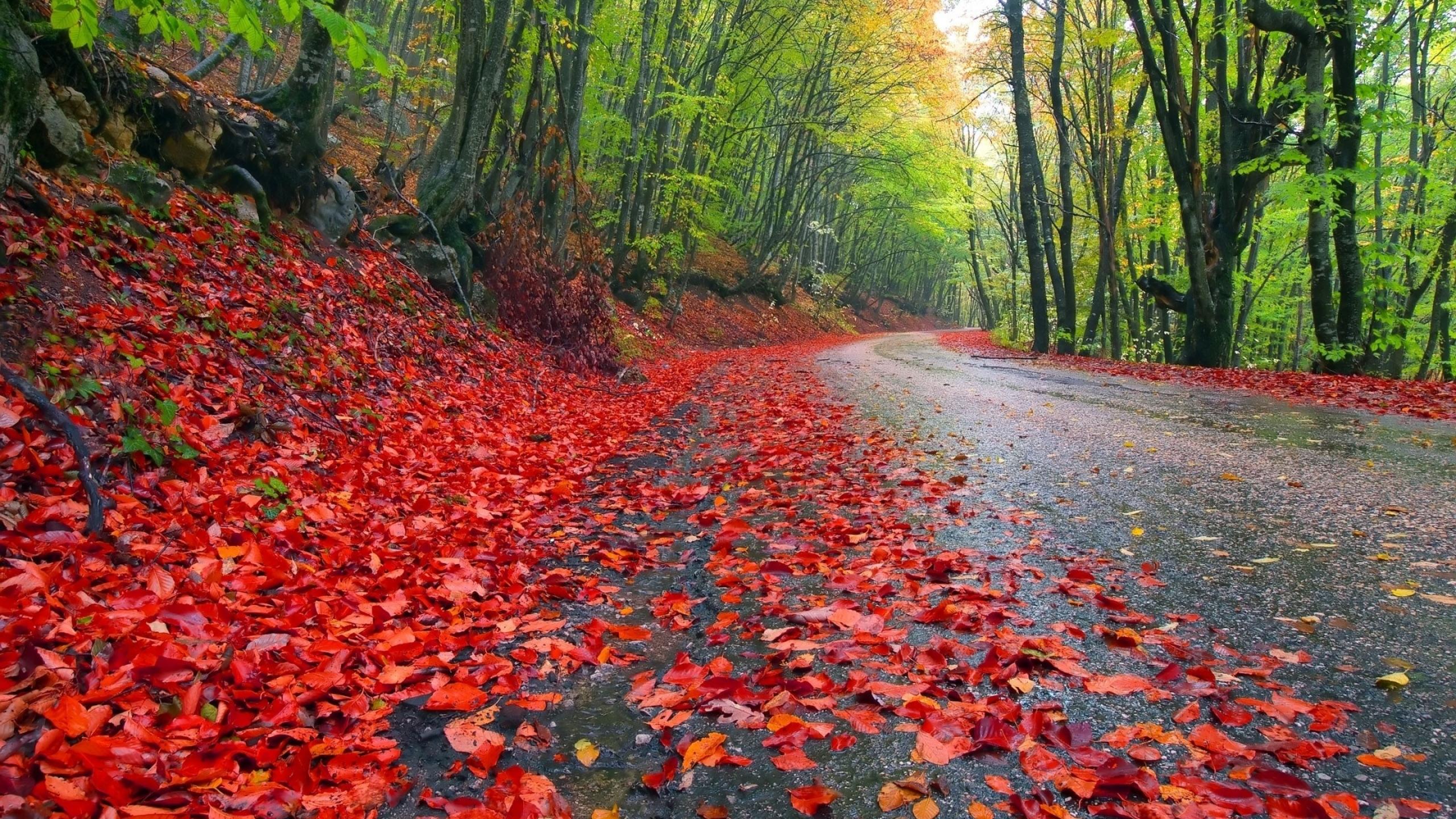 Forest Rain Cute Wallpapers - Top Free Forest Rain Cute Backgrounds ...