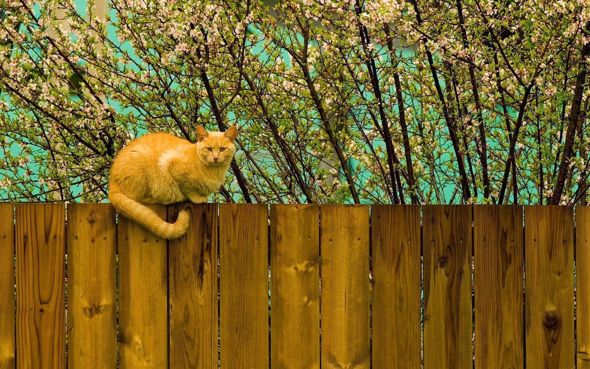 Nature Cat Wallpapers - Top Free Nature Cat Backgrounds - WallpaperAccess