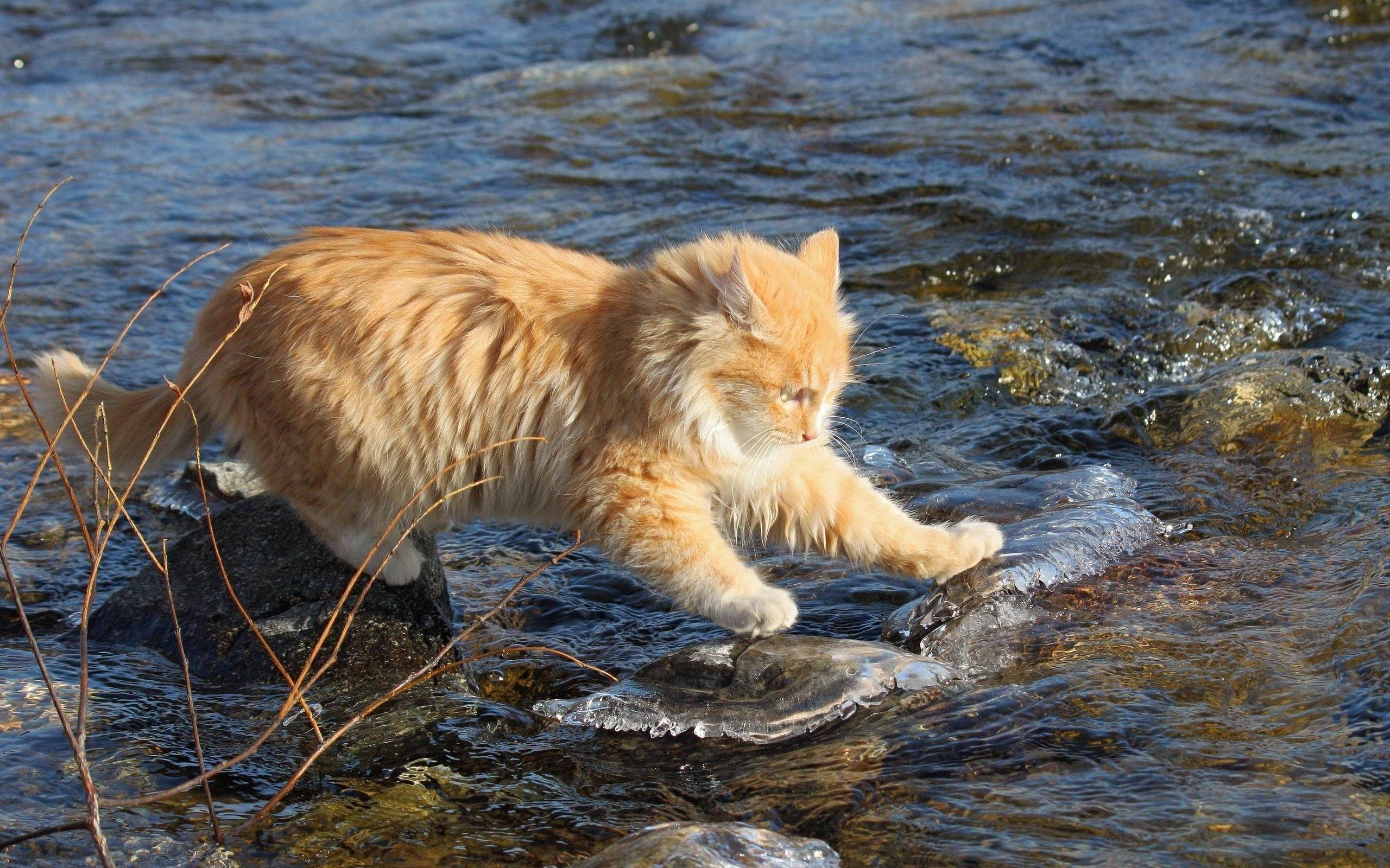 Nature Cat Wallpapers - Top Free Nature Cat Backgrounds - WallpaperAccess