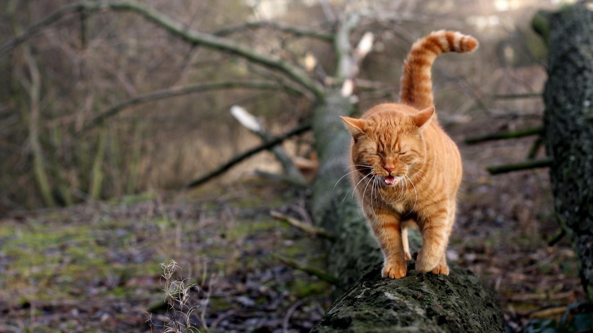 Nature Cat Wallpapers - Top Free Nature Cat Backgrounds - WallpaperAccess