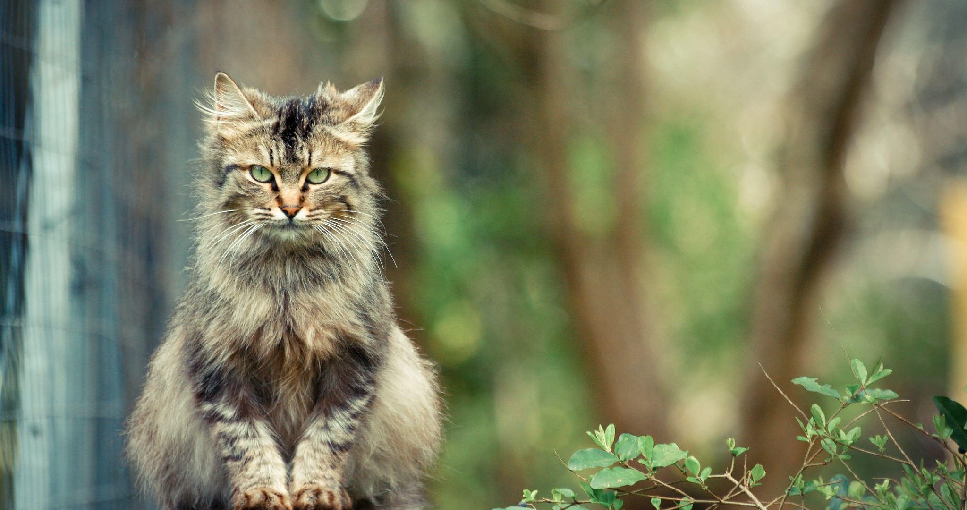 Nature Cat Wallpapers - Top Free Nature Cat Backgrounds - WallpaperAccess