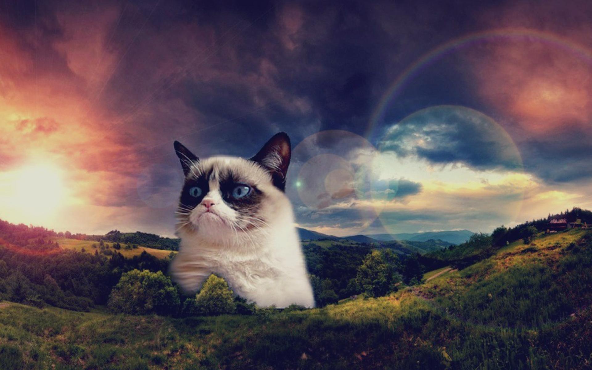 Nature Cat Wallpapers - Top Free Nature Cat Backgrounds - WallpaperAccess