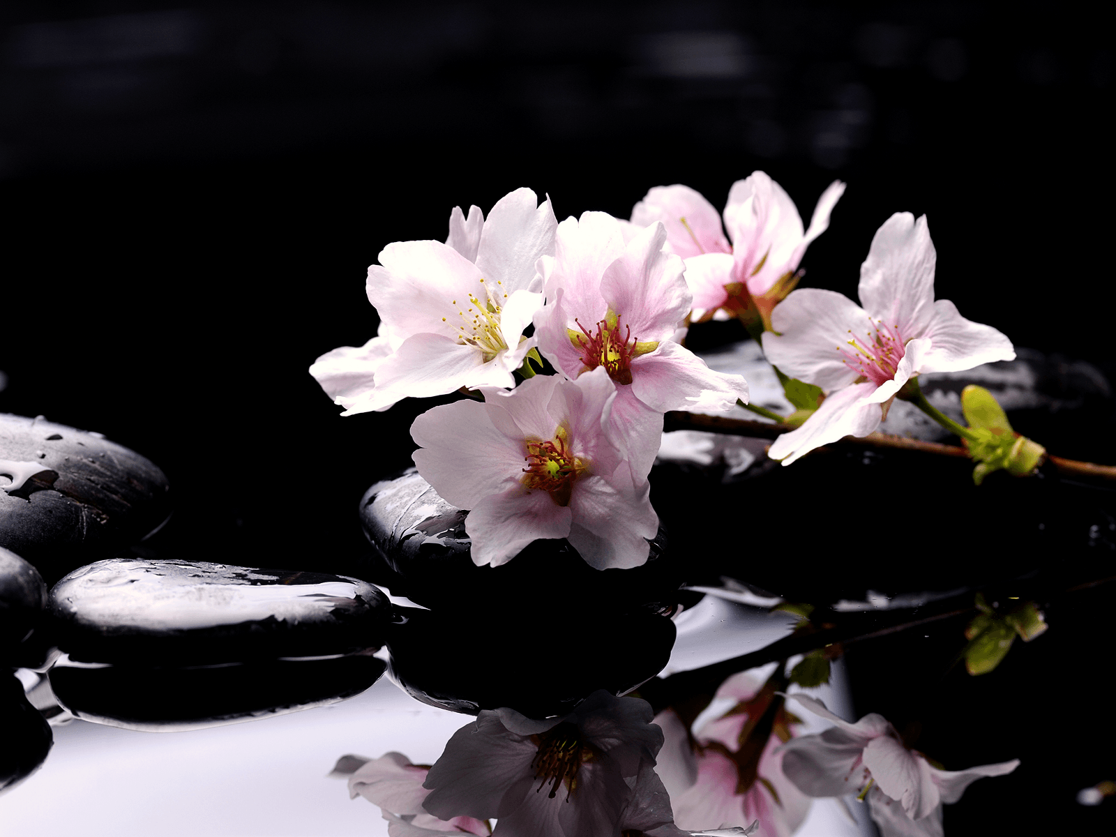 Zen Flower Wallpapers - Top Free Zen Flower Backgrounds - WallpaperAccess