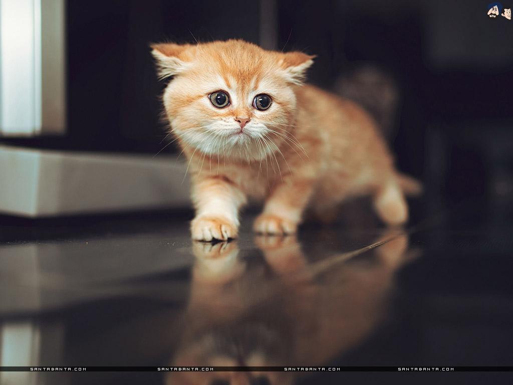 Nature Cat Wallpapers - Top Free Nature Cat Backgrounds - WallpaperAccess