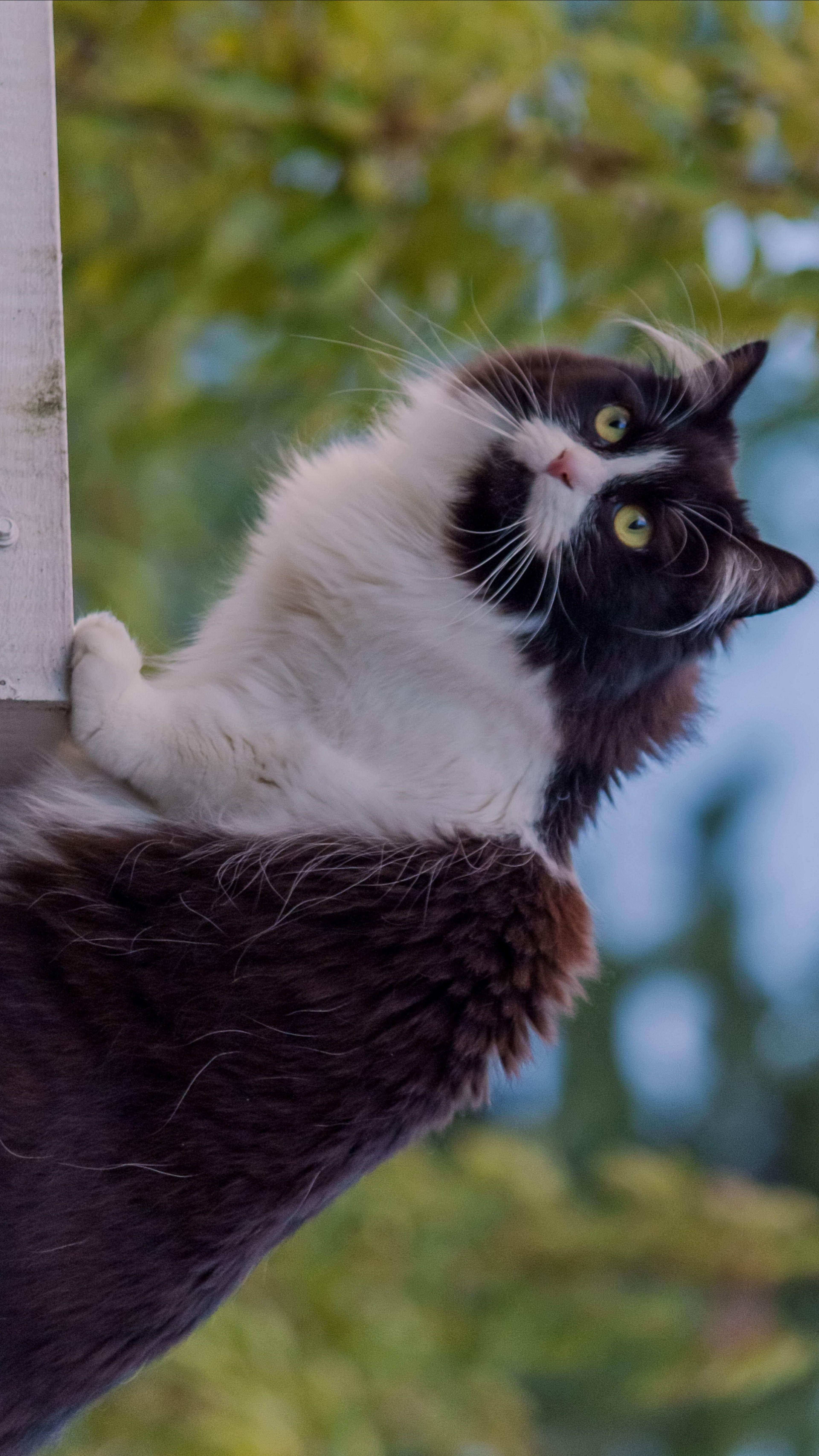 Nature Cat Wallpapers - Top Free Nature Cat Backgrounds - WallpaperAccess