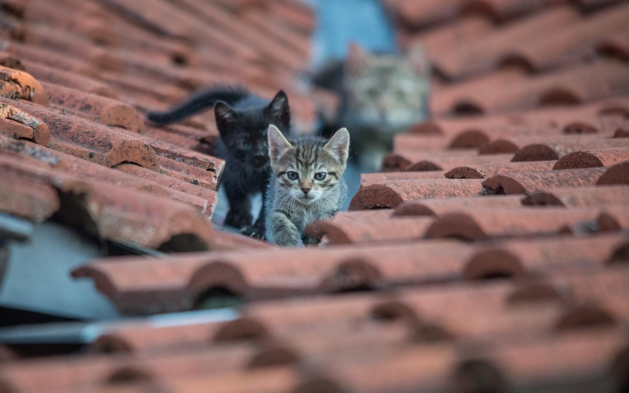 Nature Cat Wallpapers - Top Free Nature Cat Backgrounds - WallpaperAccess