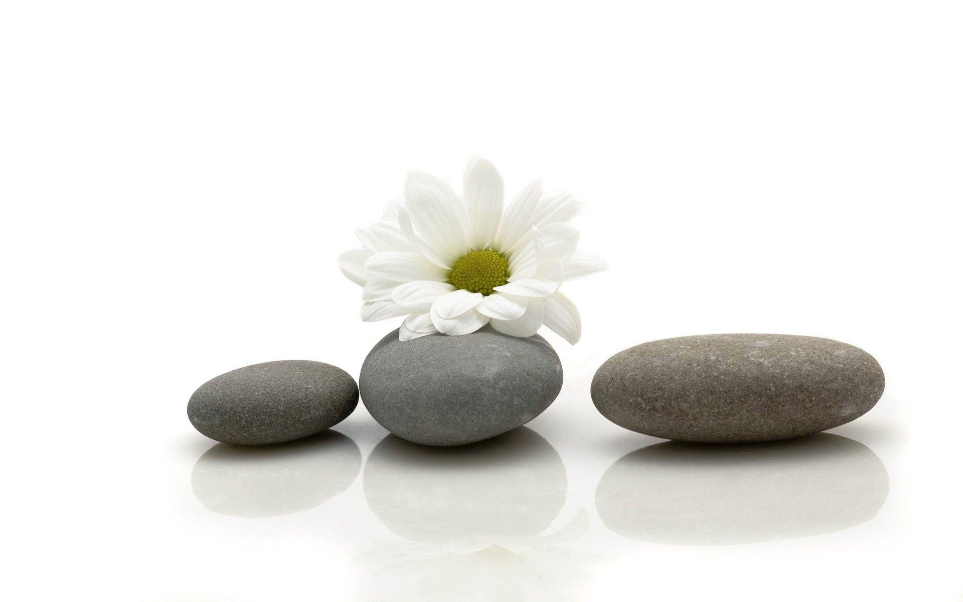 Zen Flower Wallpapers - Top Free Zen Flower Backgrounds - WallpaperAccess