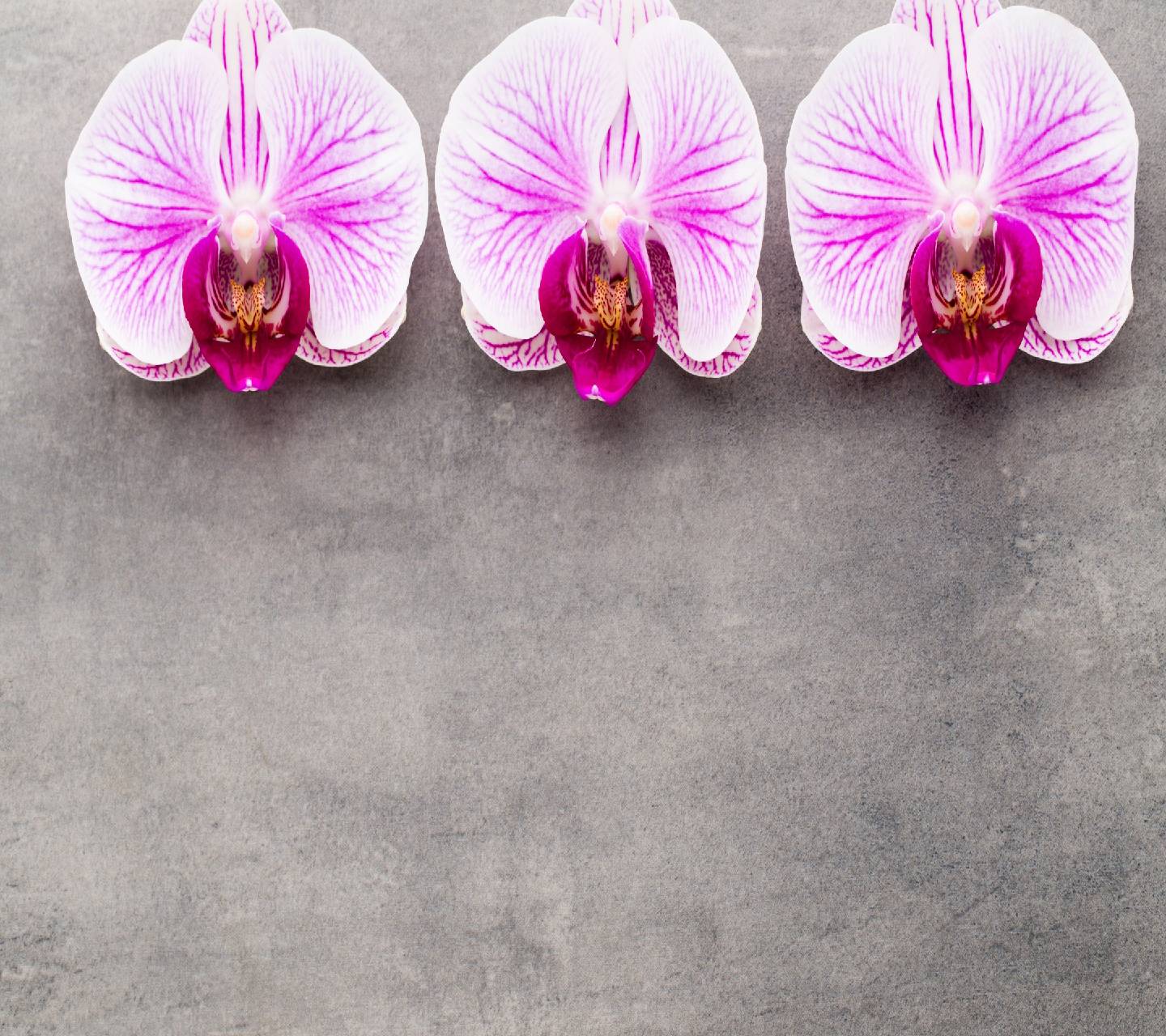 Zen Flower Wallpapers - Top Free Zen Flower Backgrounds - WallpaperAccess