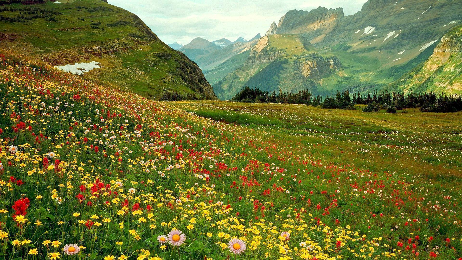 Mountain Wildflowers Wallpapers - Top Free Mountain Wildflowers ...