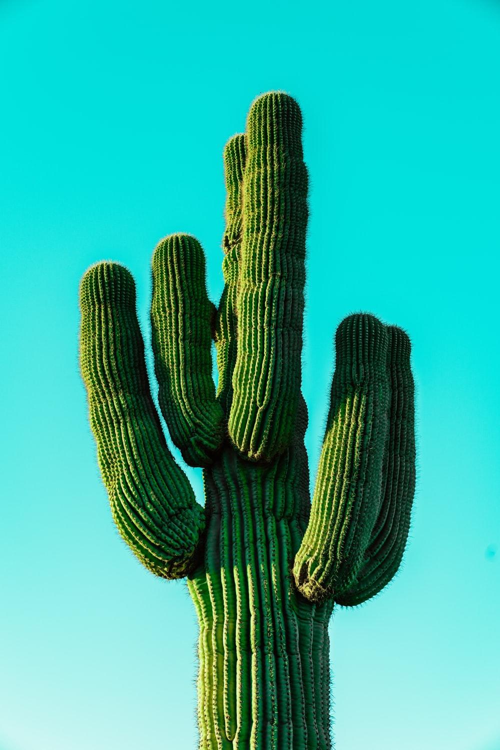 Green Cactus Wallpapers - Top Free Green Cactus Backgrounds ...