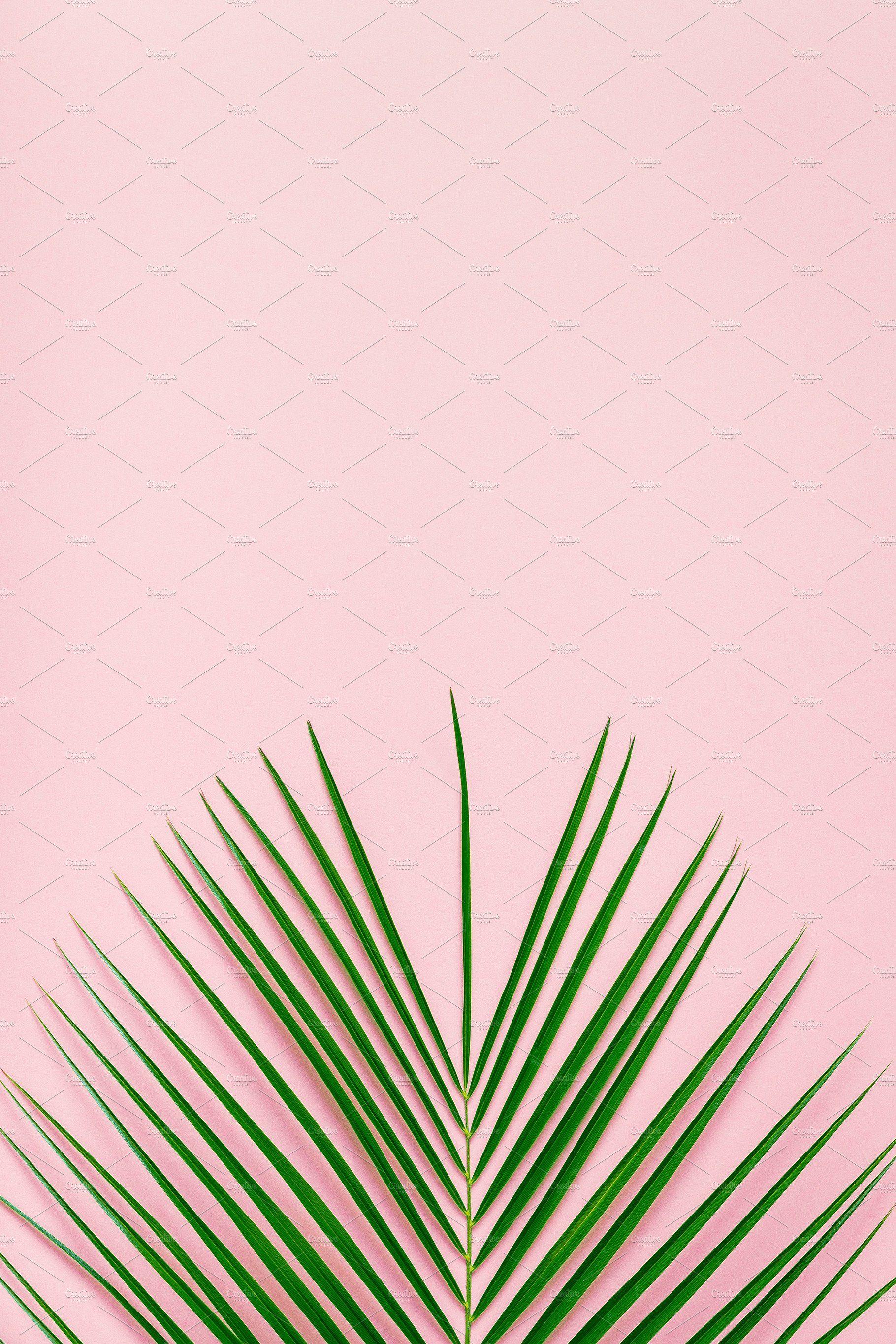 Pastel Leaf Wallpapers - Top Free Pastel Leaf Backgrounds - WallpaperAccess