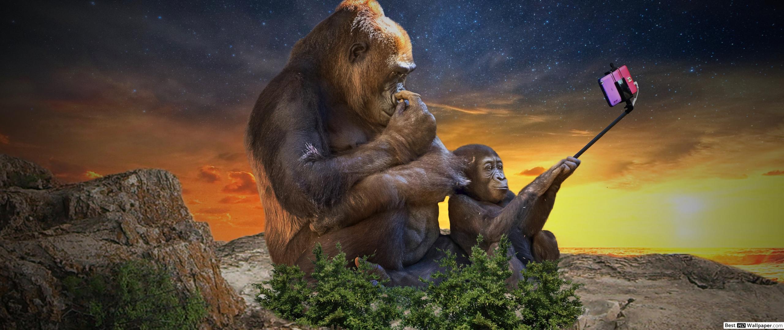 Space Monkey Wallpapers - Top Free Space Monkey Backgrounds ...