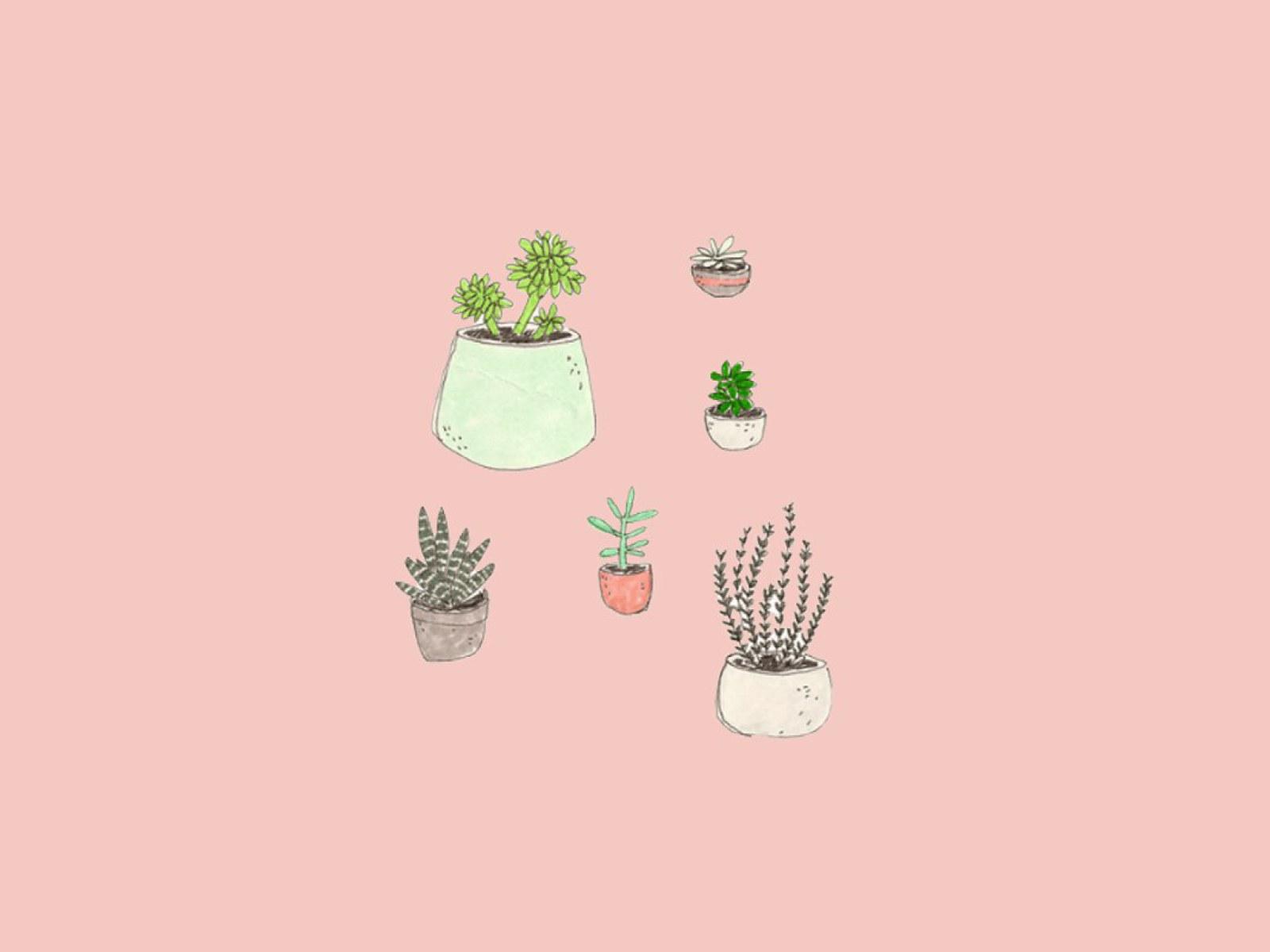 Pink Cactus Wallpapers - Top Free Pink Cactus Backgrounds - WallpaperAccess