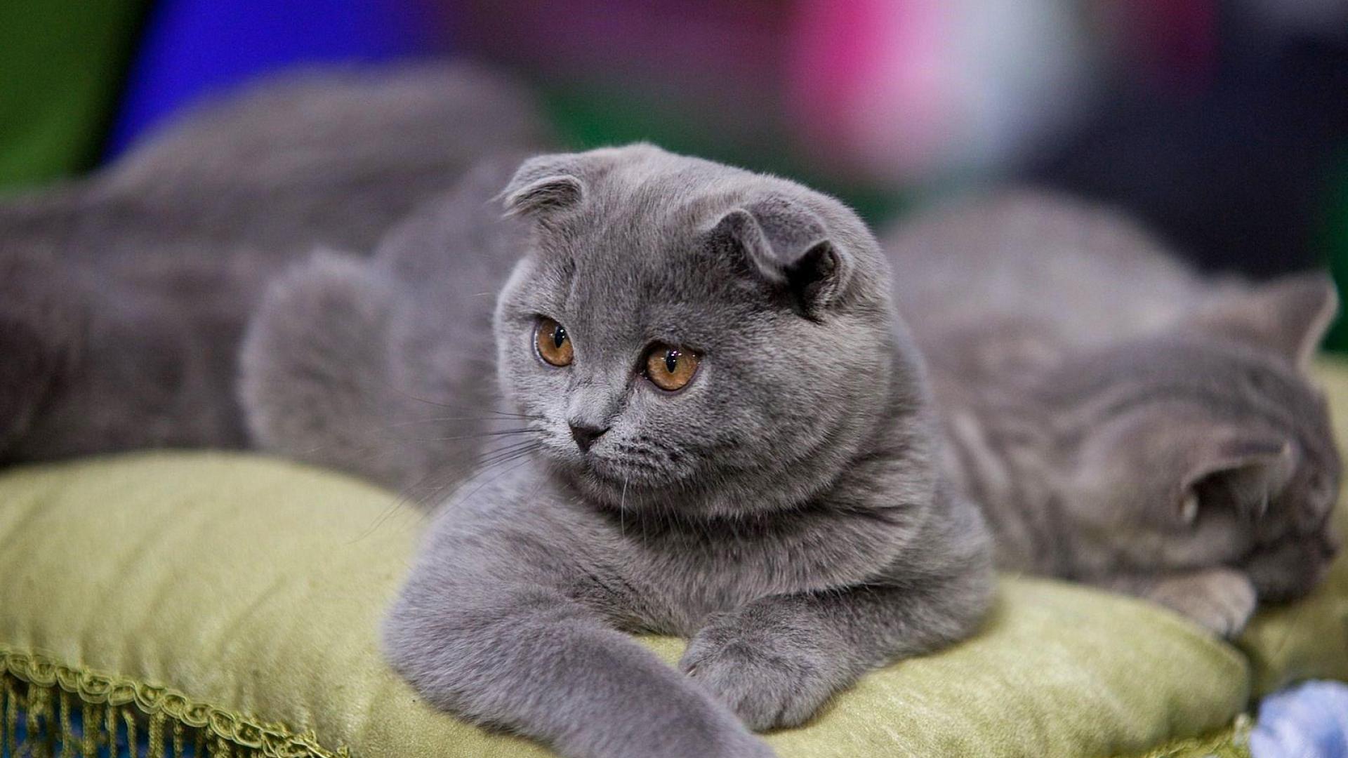 Scottish Fold Cat Wallpapers - Top Free Scottish Fold Cat Backgrounds ...