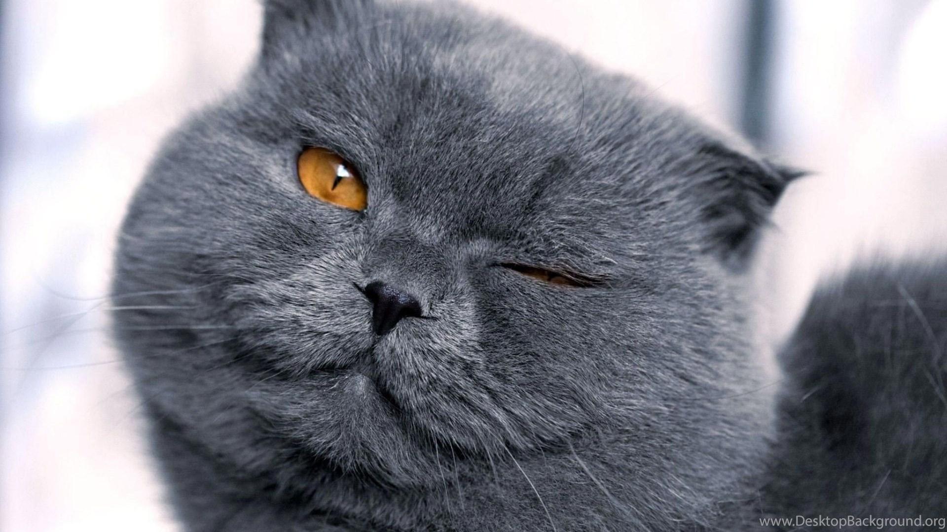 Scottish Fold Cat Wallpapers - Top Free Scottish Fold Cat Backgrounds ...