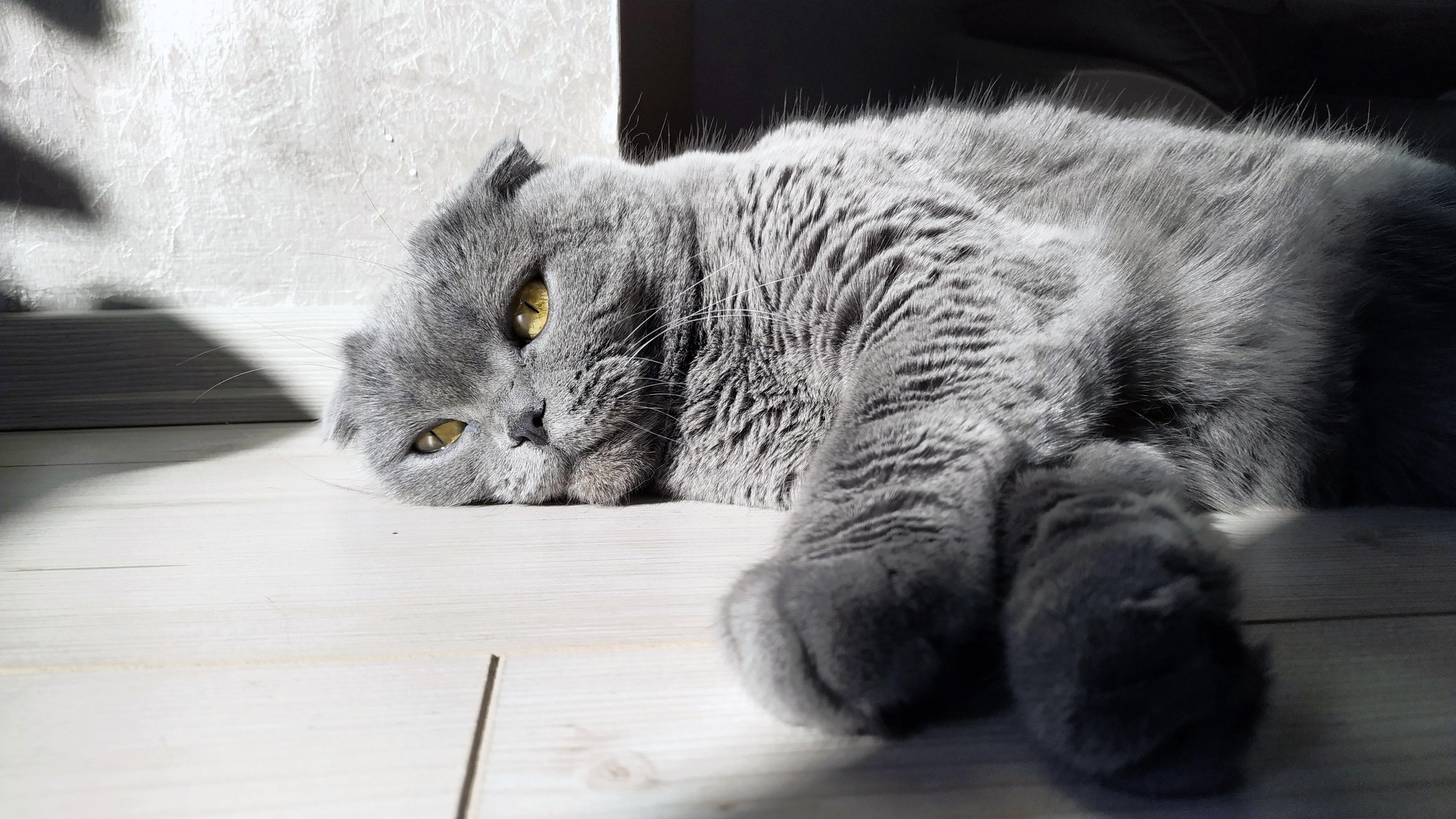 Scottish Fold Cat Wallpapers - Top Free Scottish Fold Cat Backgrounds ...