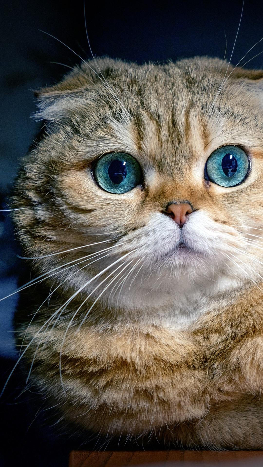 Scottish Fold Cat Wallpapers - Top Free Scottish Fold Cat Backgrounds ...