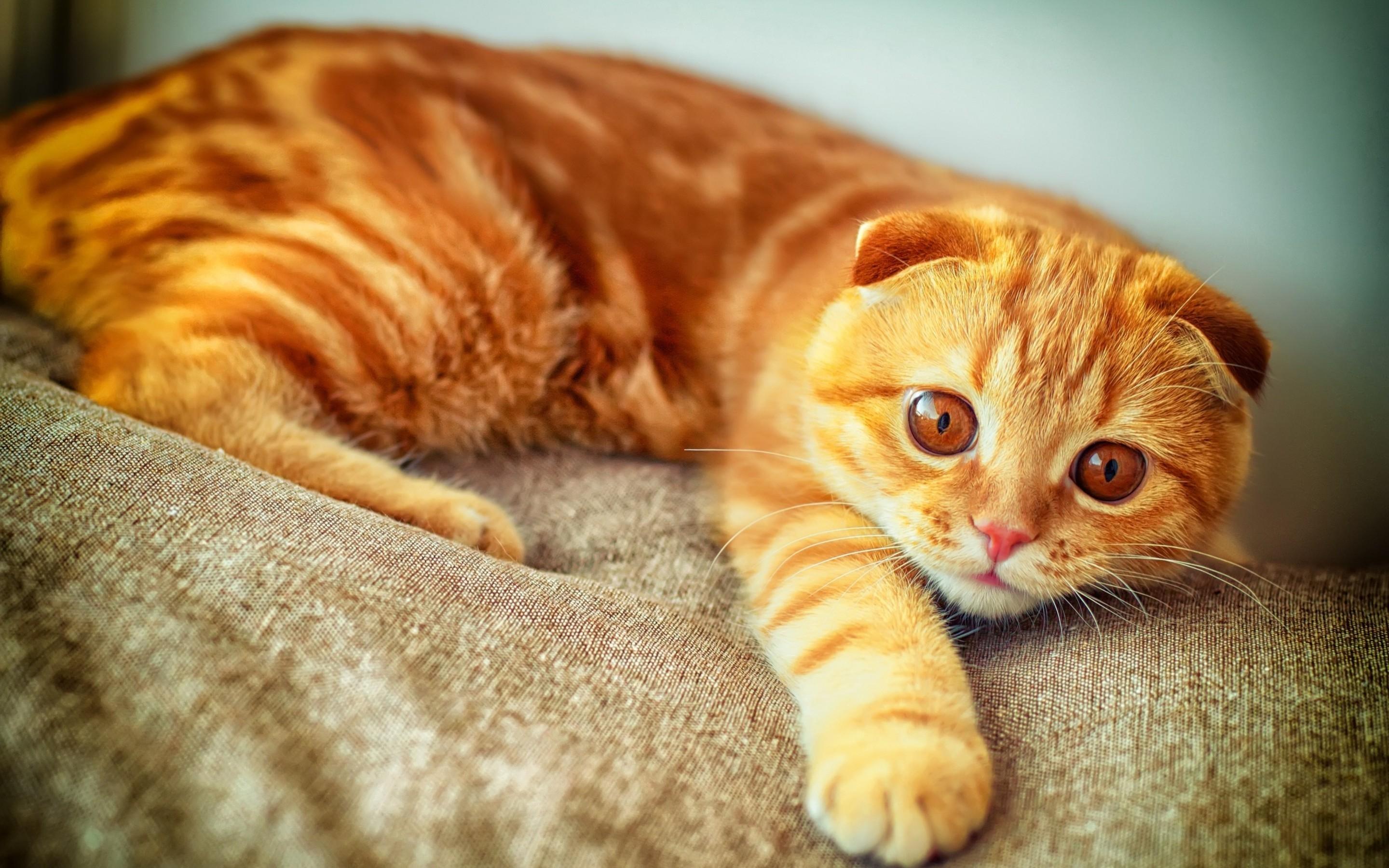 Scottish Fold Cat Wallpapers - Top Free Scottish Fold Cat Backgrounds ...