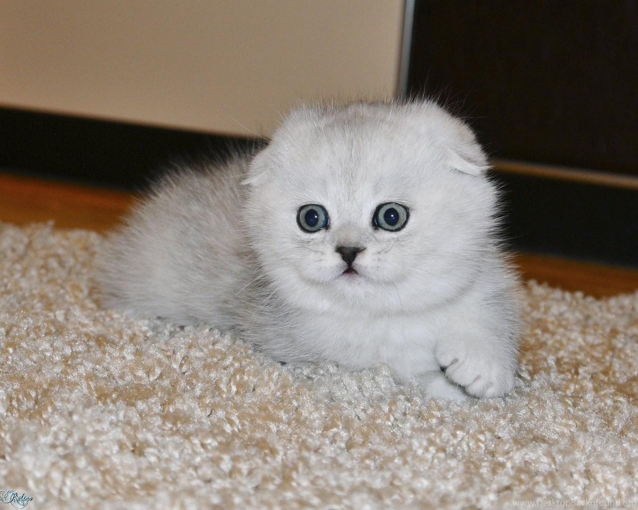 Scottish Fold Cat Wallpapers - Top Free Scottish Fold Cat Backgrounds ...