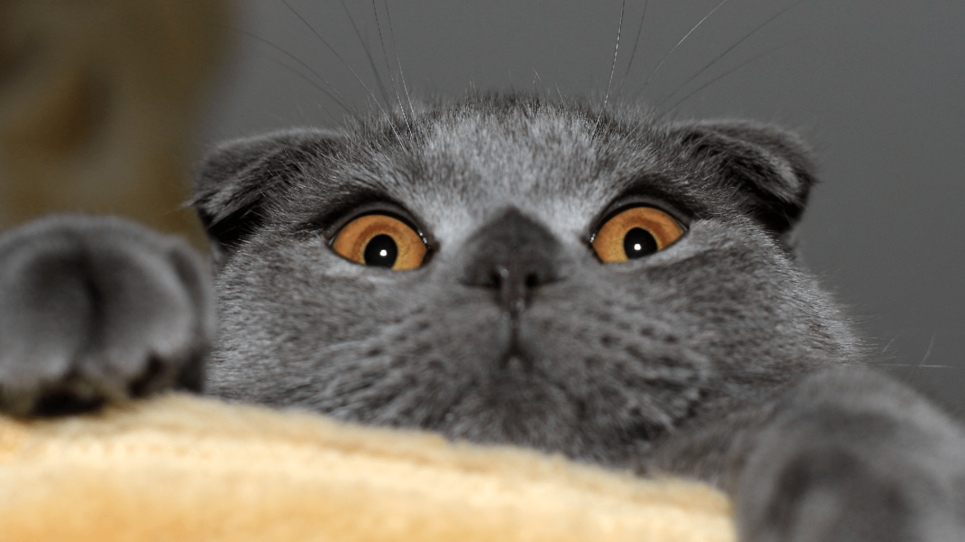 Scottish Fold Cat Wallpapers - Top Free Scottish Fold Cat Backgrounds ...