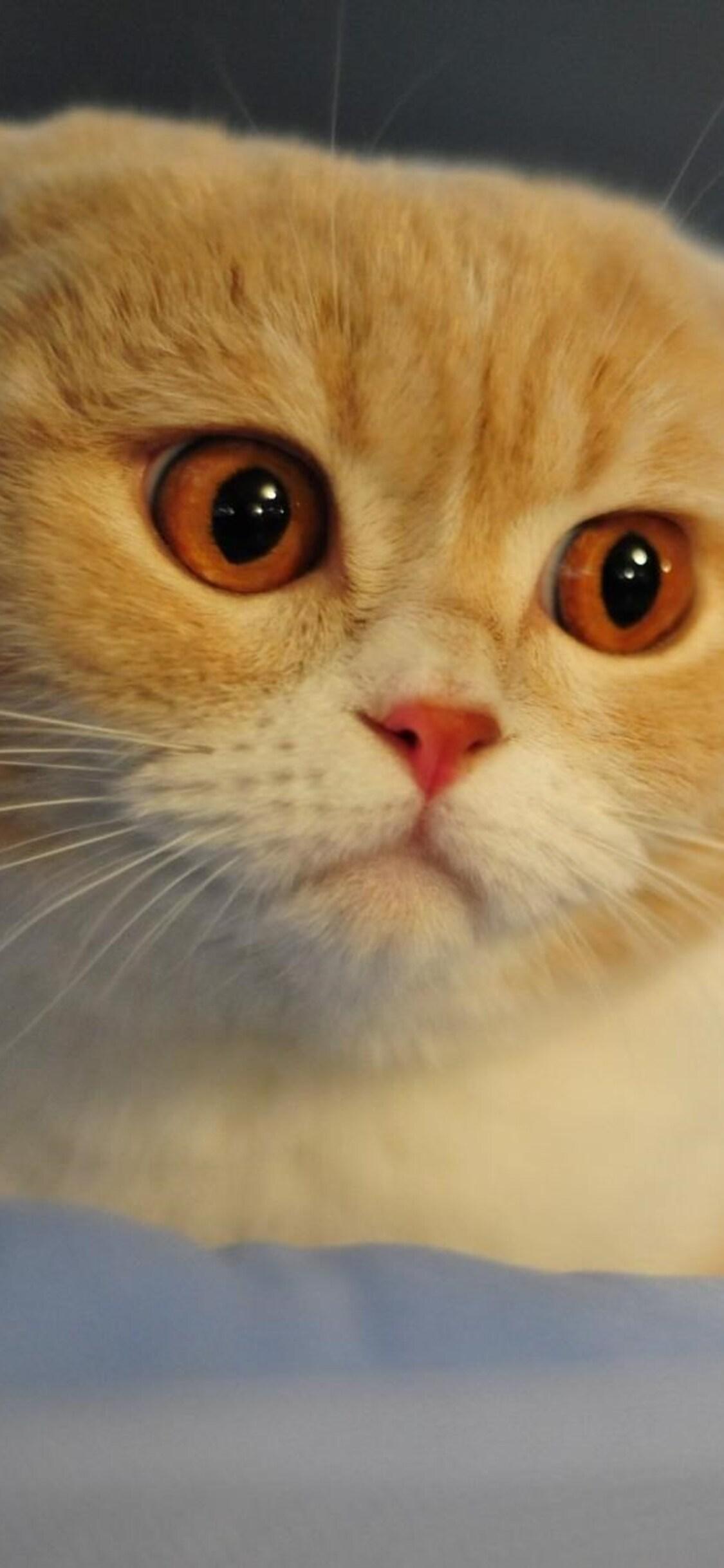 Scottish Fold Cat Wallpapers - Top Free Scottish Fold Cat Backgrounds ...