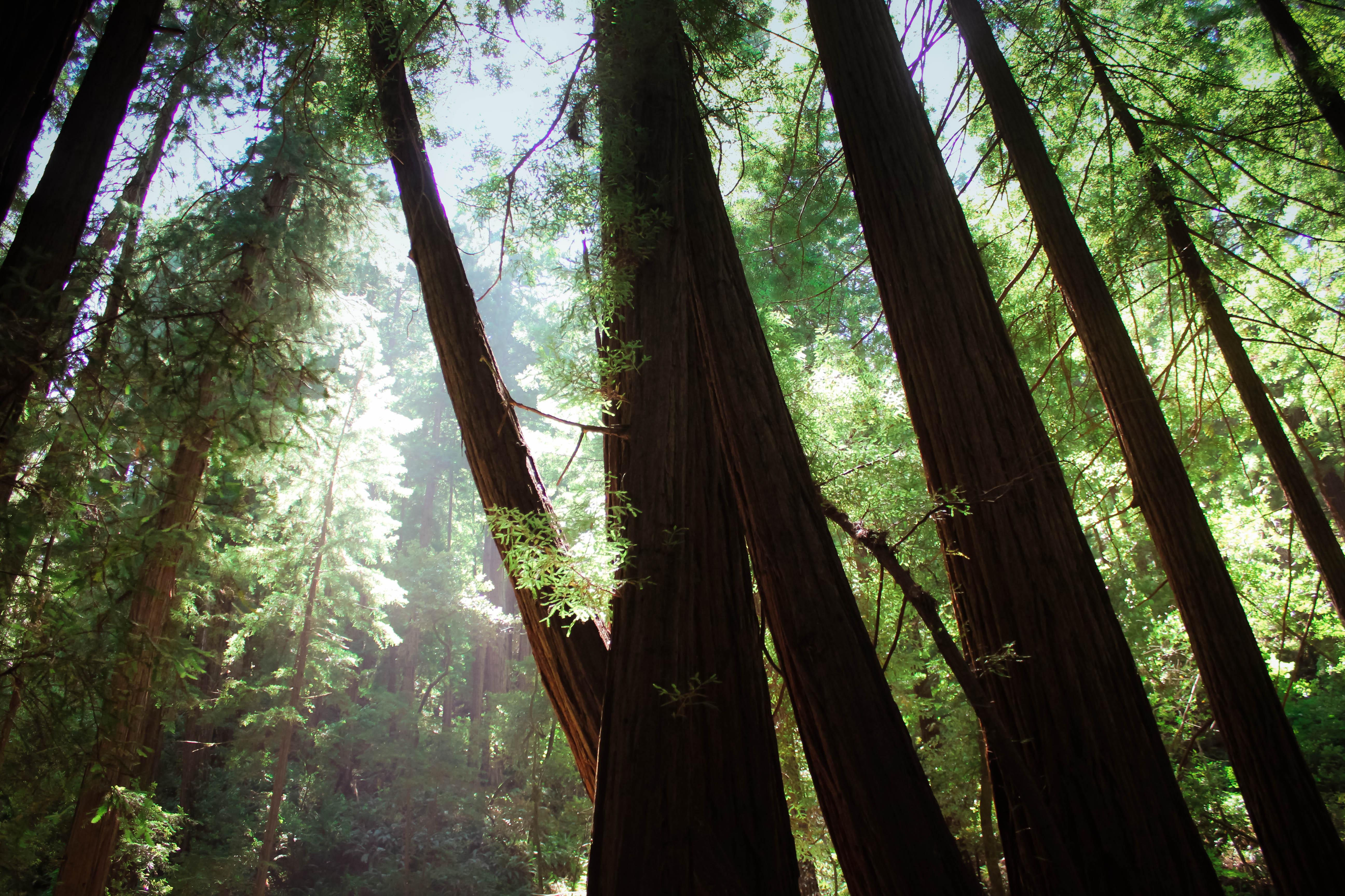 Forest Scene Wallpapers - Top Free Forest Scene Backgrounds ...