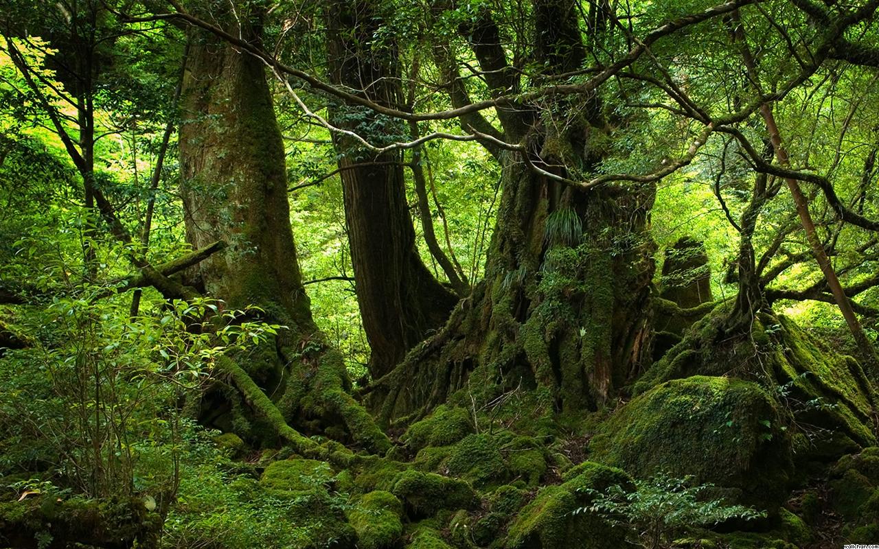 Magical Woods Wallpapers - Top Free Magical Woods Backgrounds ...