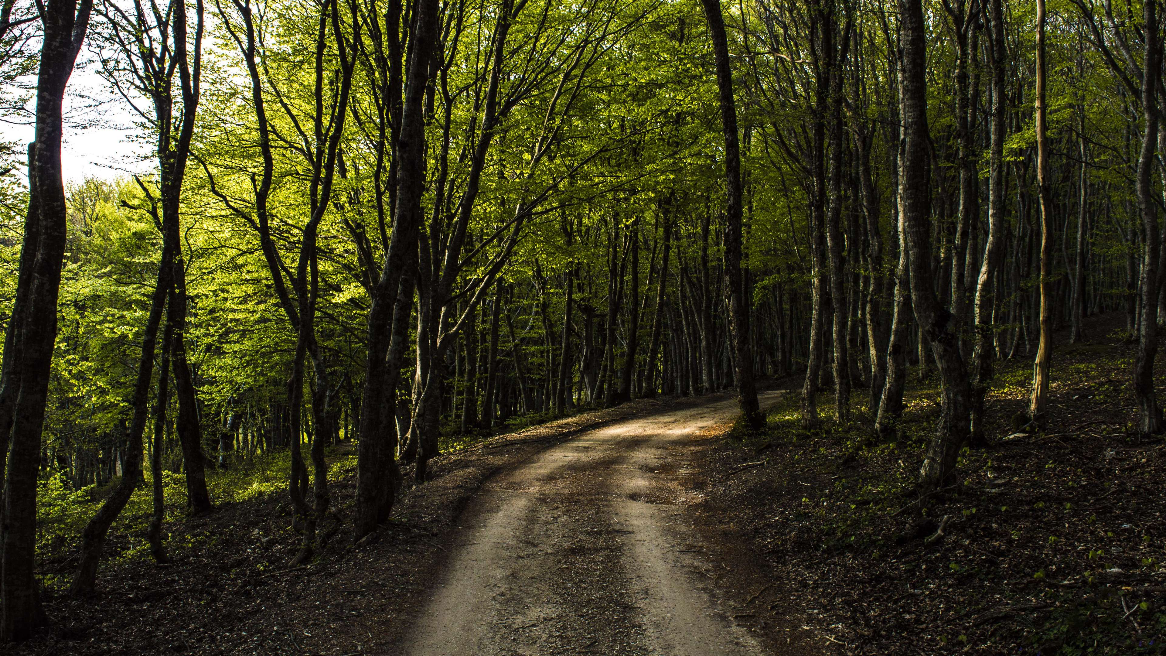 Magical Woods Wallpapers - Top Free Magical Woods Backgrounds ...