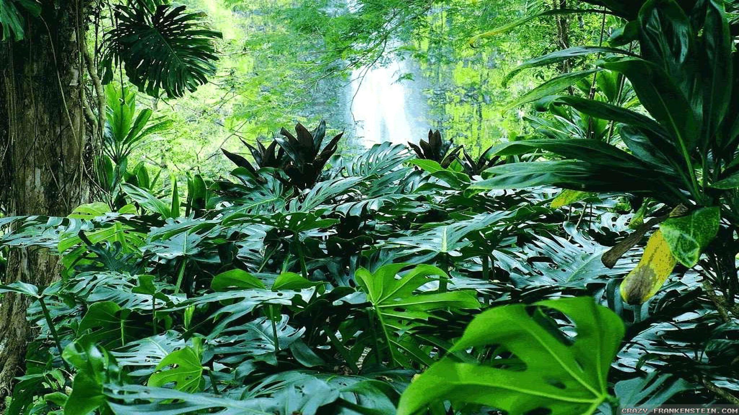 Tropical Rain Wallpapers - Top Free Tropical Rain Backgrounds ...