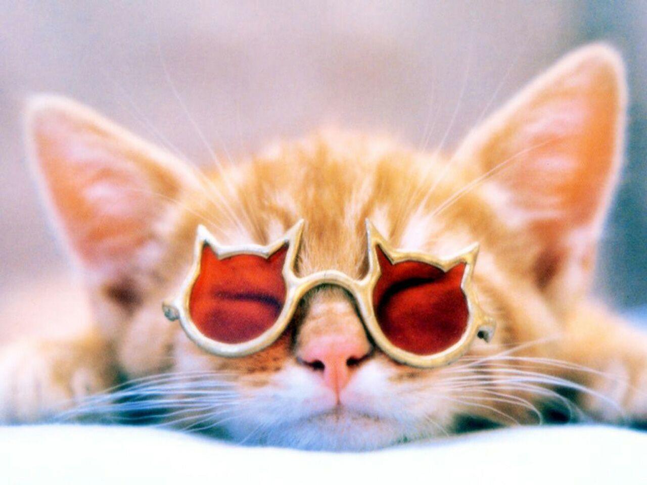 Cat with Sunglasses Wallpapers - Top Free Cat with Sunglasses Backgrounds - WallpaperAccess