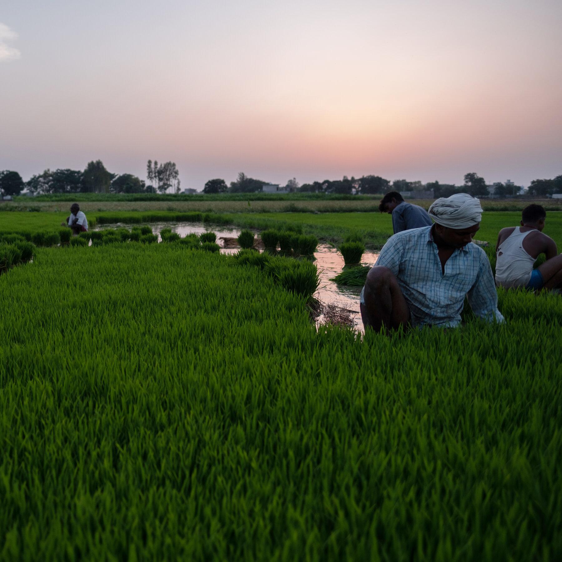 Indian Agriculture Wallpapers - Top Free Indian Agriculture Backgrounds ...