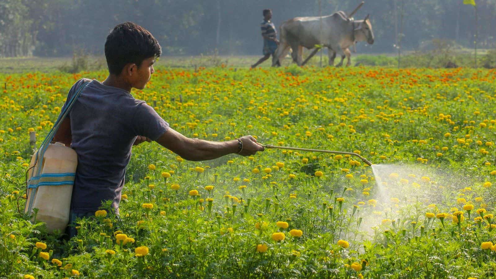 Indian Agriculture Wallpapers - Top Free Indian Agriculture Backgrounds ...