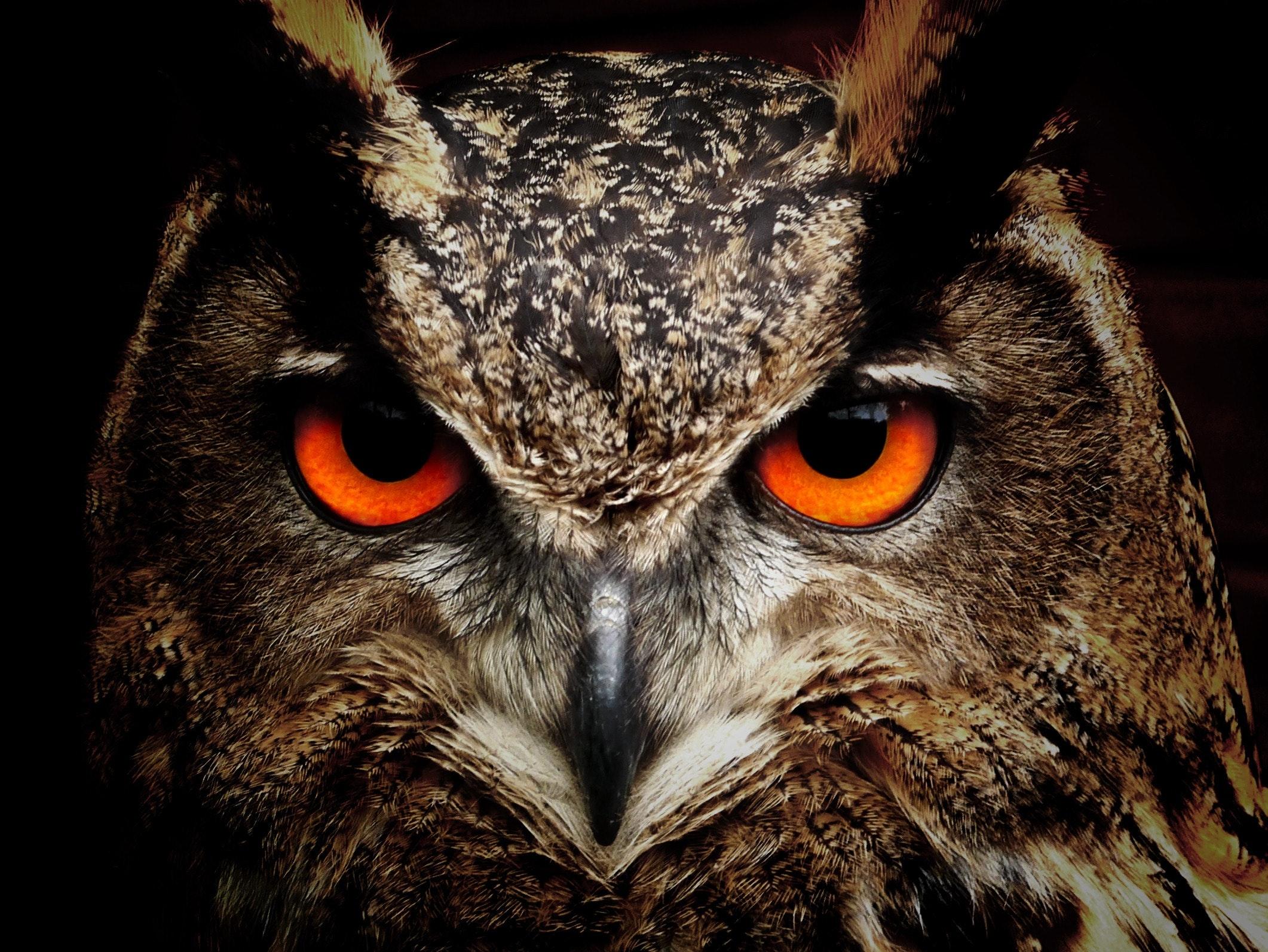 Burung Hantu Wallpapers - Top Free Burung Hantu Backgrounds ...