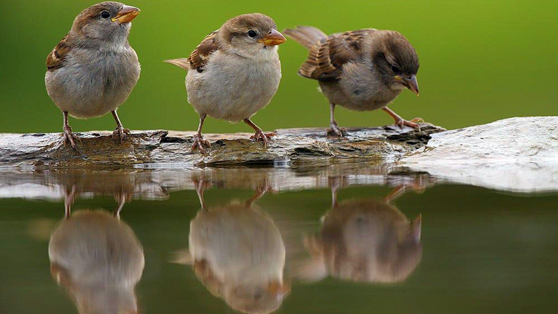 Sparrow Bird Wallpapers - Top Free Sparrow Bird Backgrounds ...