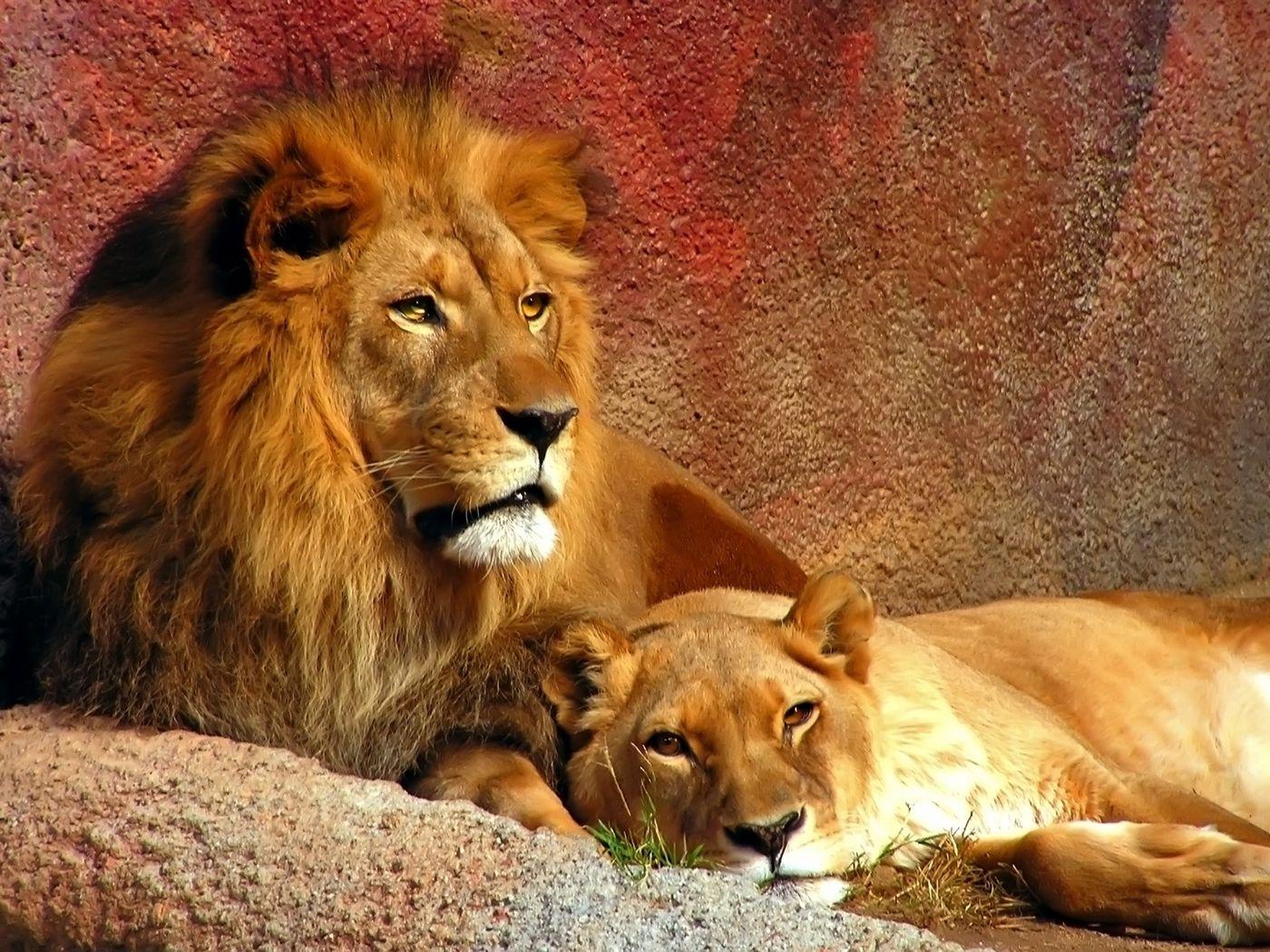 Lion Couple Wallpapers - Top Free Lion Couple Backgrounds - WallpaperAccess