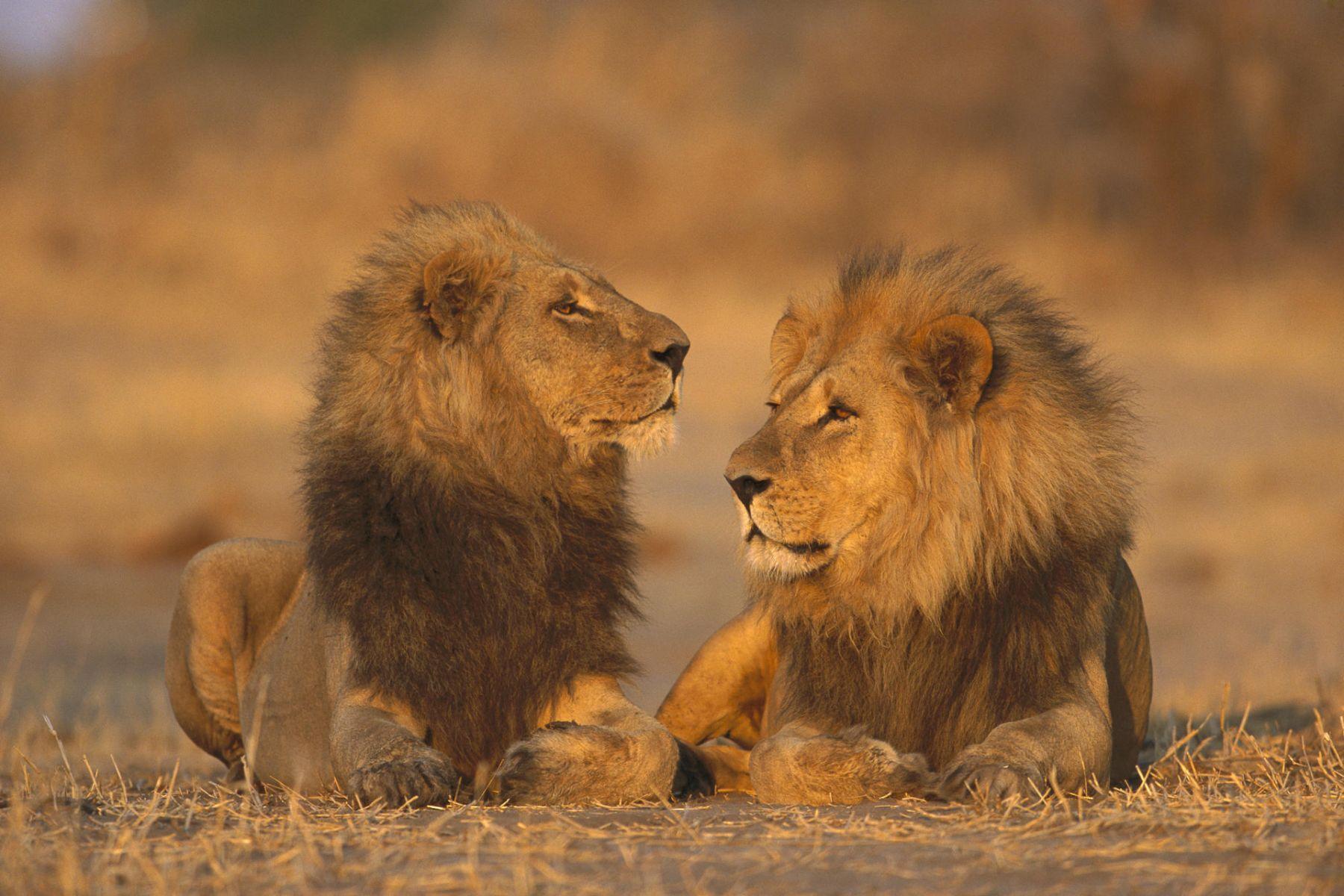 Lion Couple Wallpapers - Top Free Lion Couple Backgrounds - WallpaperAccess