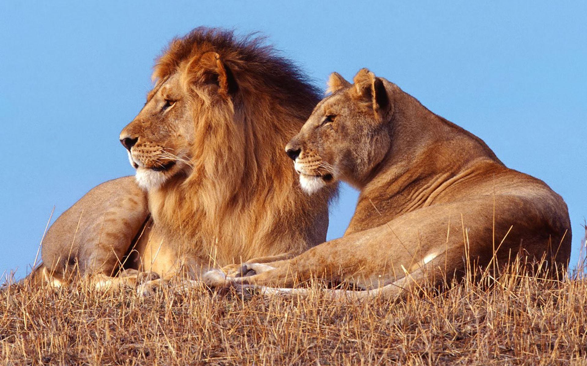 Lion Couple Wallpapers - Top Free Lion Couple Backgrounds - WallpaperAccess